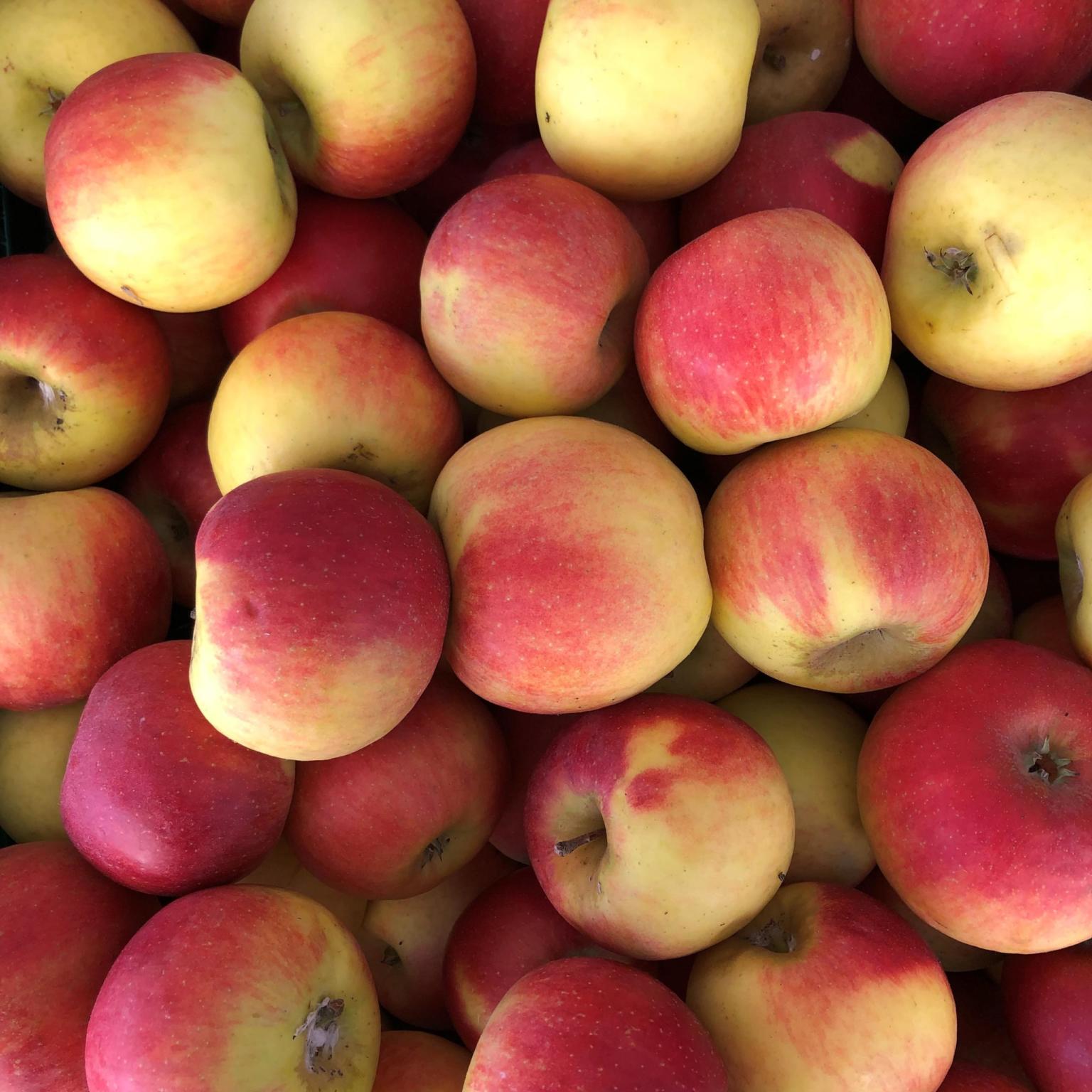 Apfel Diwa - Buuregarte Boog