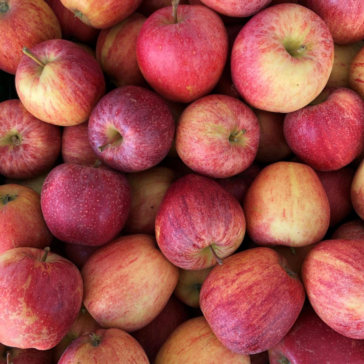 Apfel Gala - Buuregarte Boog