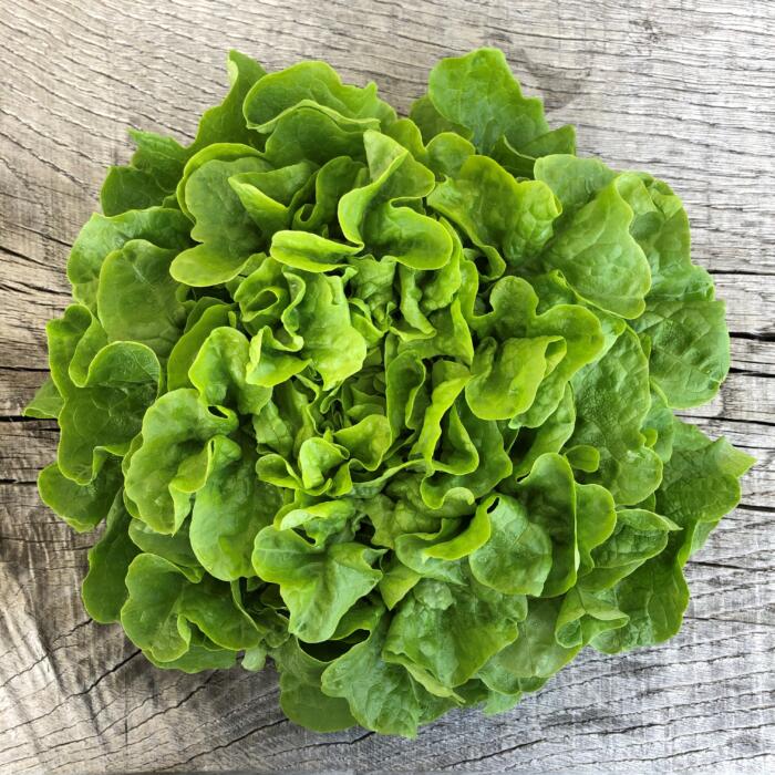 Eichblatt grün - Buuregarte Boog