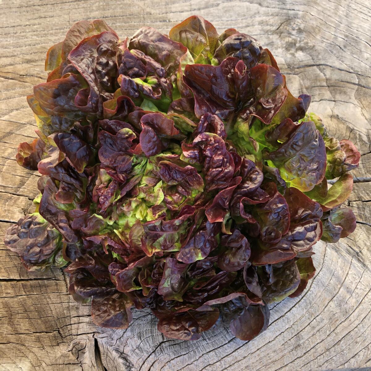 Eichblatt rot - Buuregarte Boog