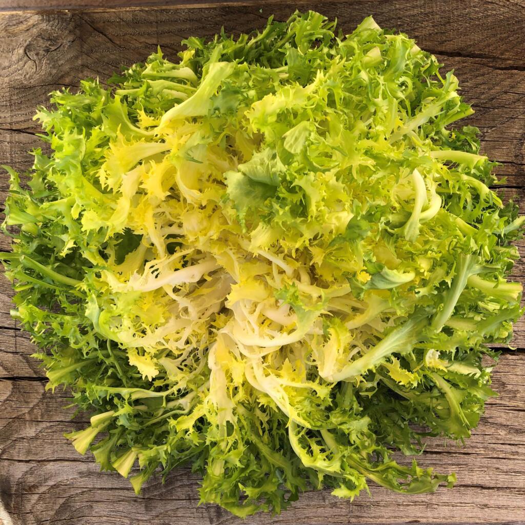 Endivie Frisée - Buuregarte Boog
