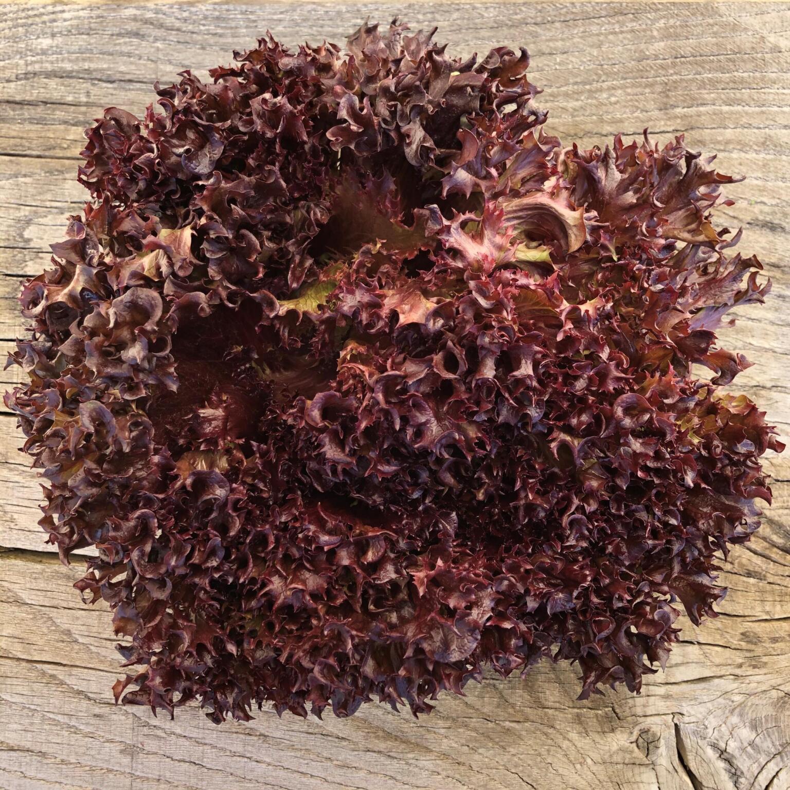 Radiesli - Buuregarte Boog