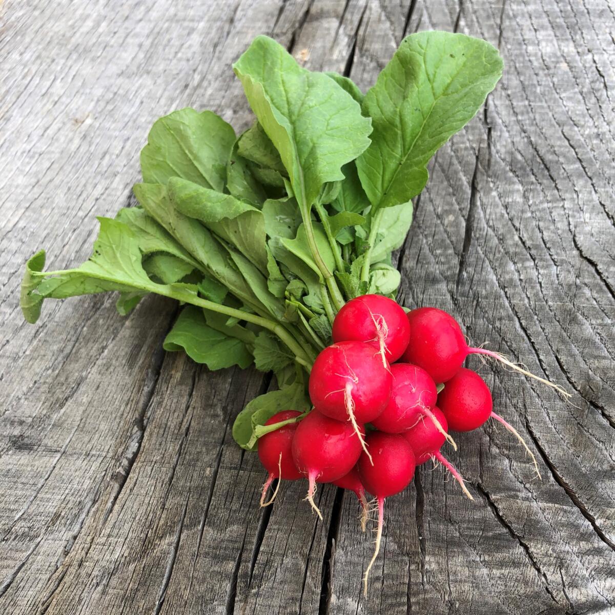 Radiesli - Buuregarte Boog