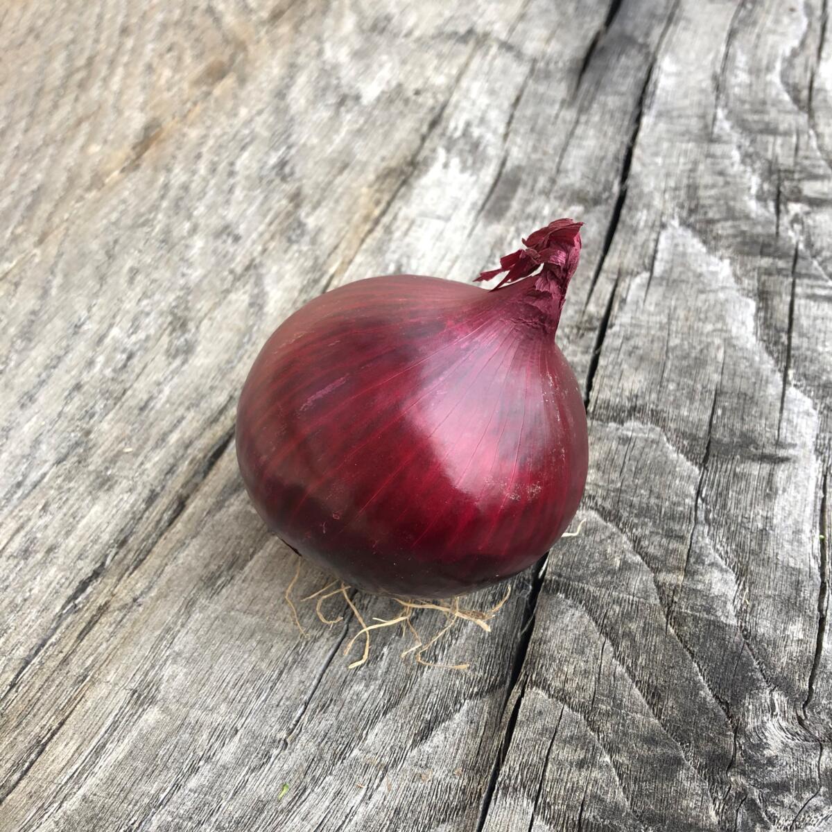 Zwiebeln rot - Buuregarte Boog