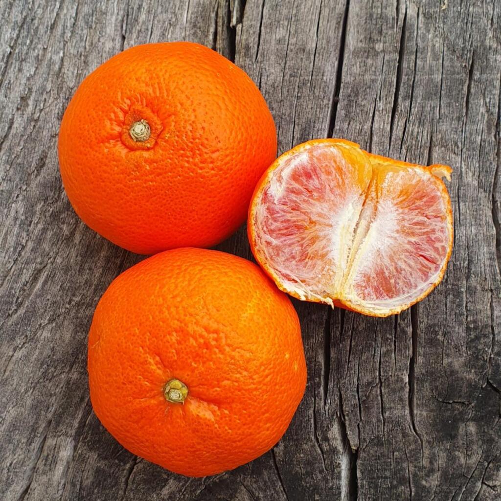 Clementinen Mandared - Buuregarte Boog